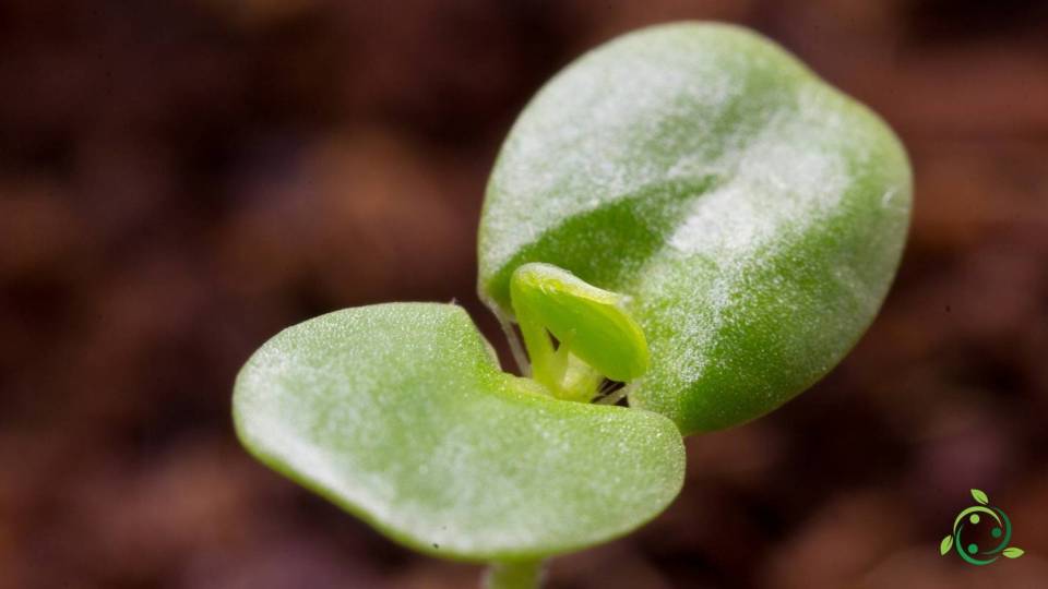 Cotiledones: Definición, Significado, Morfología, Función...
