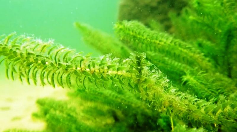 Propiedades y usos de la Elodea canadensis Archivi - Un Mondo ...