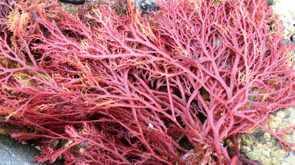 Gelidium amansii: Systematics, Etymology, Habitat, Cultivation