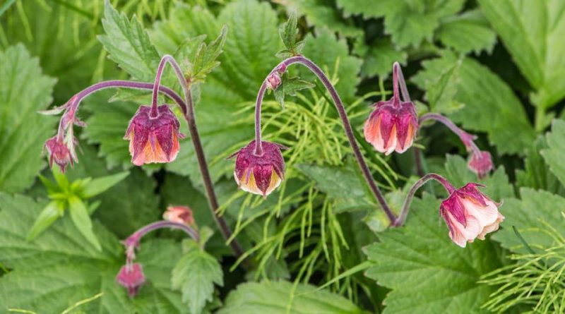 Geum rivale: Systematics, Etymology, Habitat, Cultivation ...