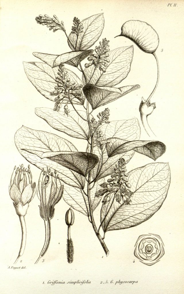 Griffonia simplicifolia: Systematics, Etymology, Habitat, Cultivation