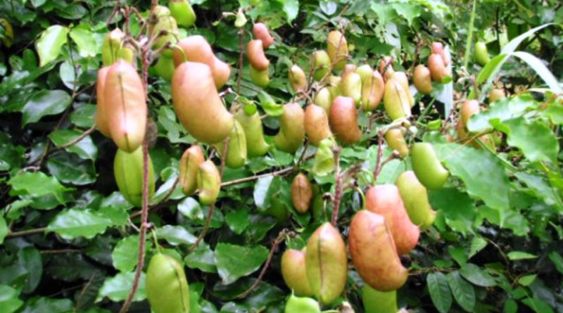 Griffonia simplicifolia: Systematics, Etymology, Habitat, Cultivation