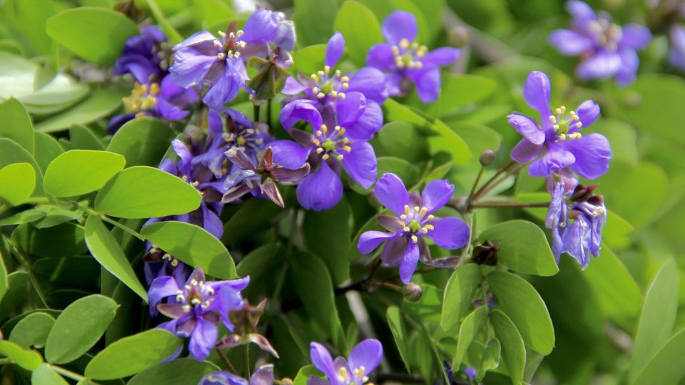 Guaiacum sanctum: Sistemática, Etimología, Hábitat, Cultivo