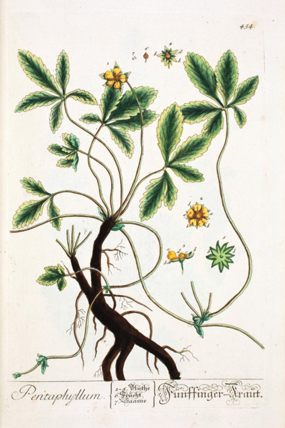 Gynostemma pentaphyllum: Systematics, Habitat, Cultivation ...
