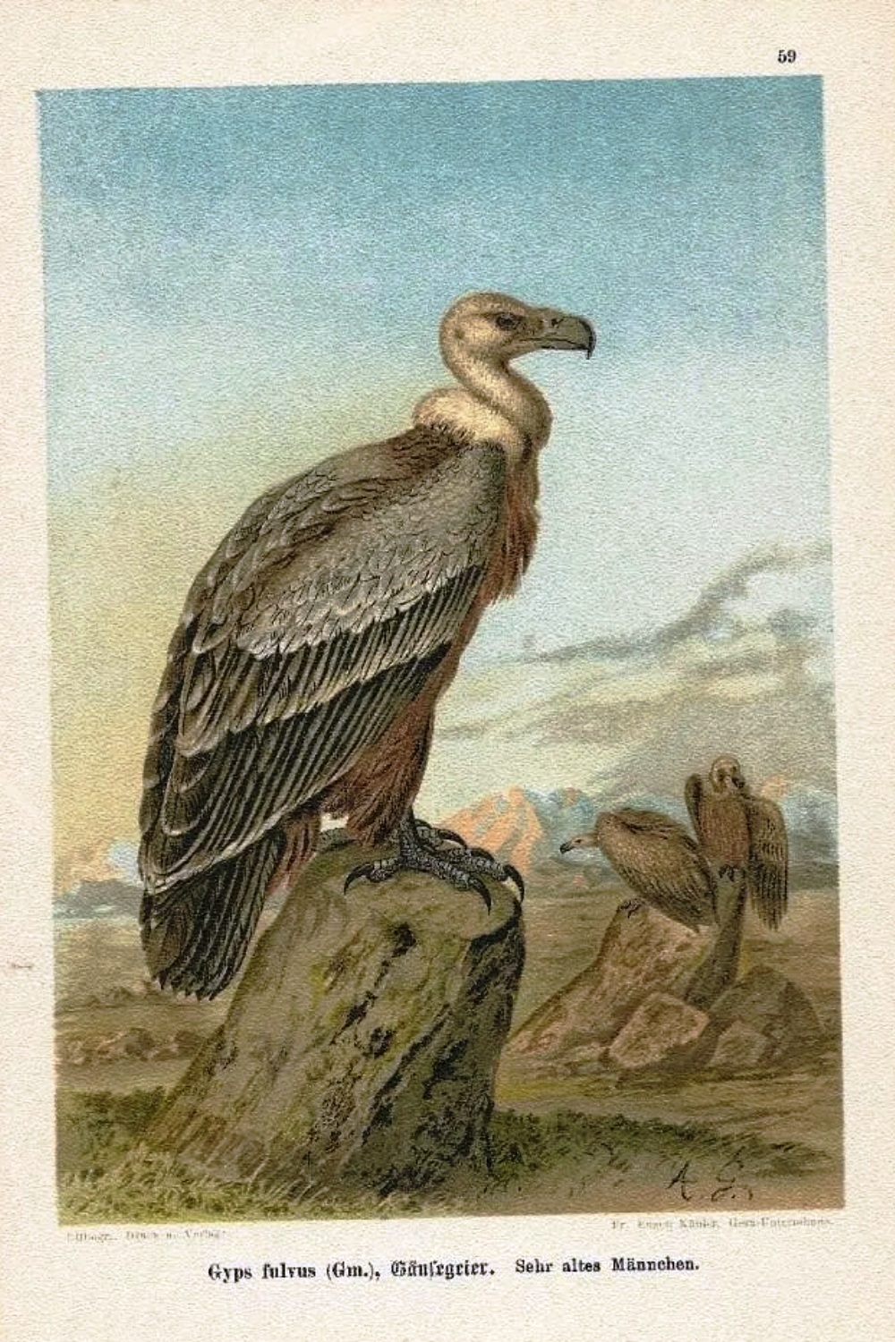 Gyps fulvus: Sistemática, Hábitat, Biología, Rol Ecológico...