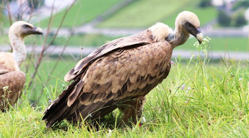 Gyps fulvus: Sistemática, Hábitat, Biología, Rol Ecológico...