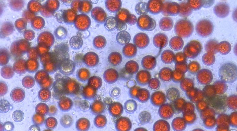 (Italiano) Haematococcus pluvialis: Sistematica, Etimologia, Habitat ...