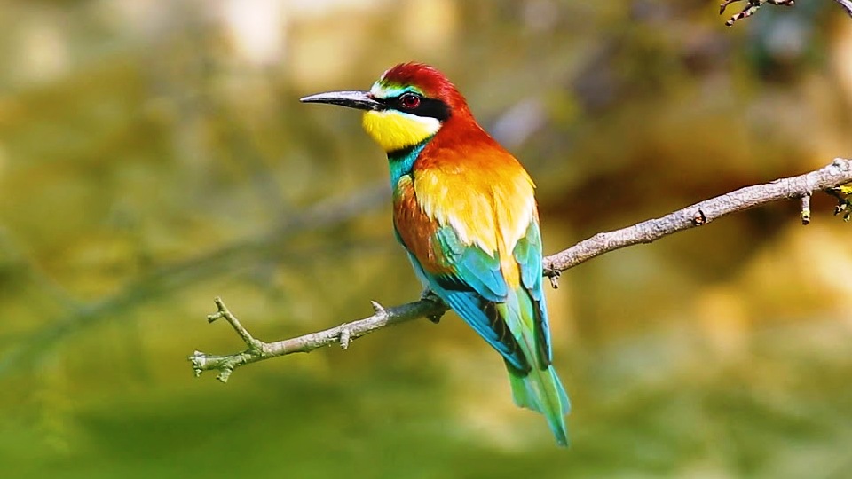 Merops apiaster: sistemática, hábitat, biología, papel ecológico