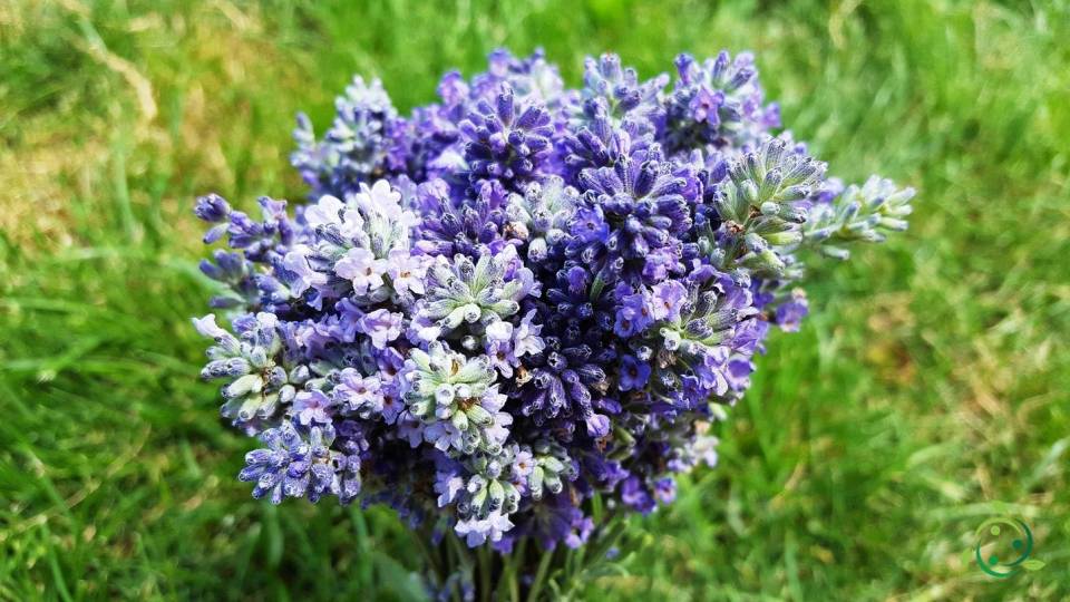 Come si propaga la Lavanda: tecnica, periodo, per seme, talea ...