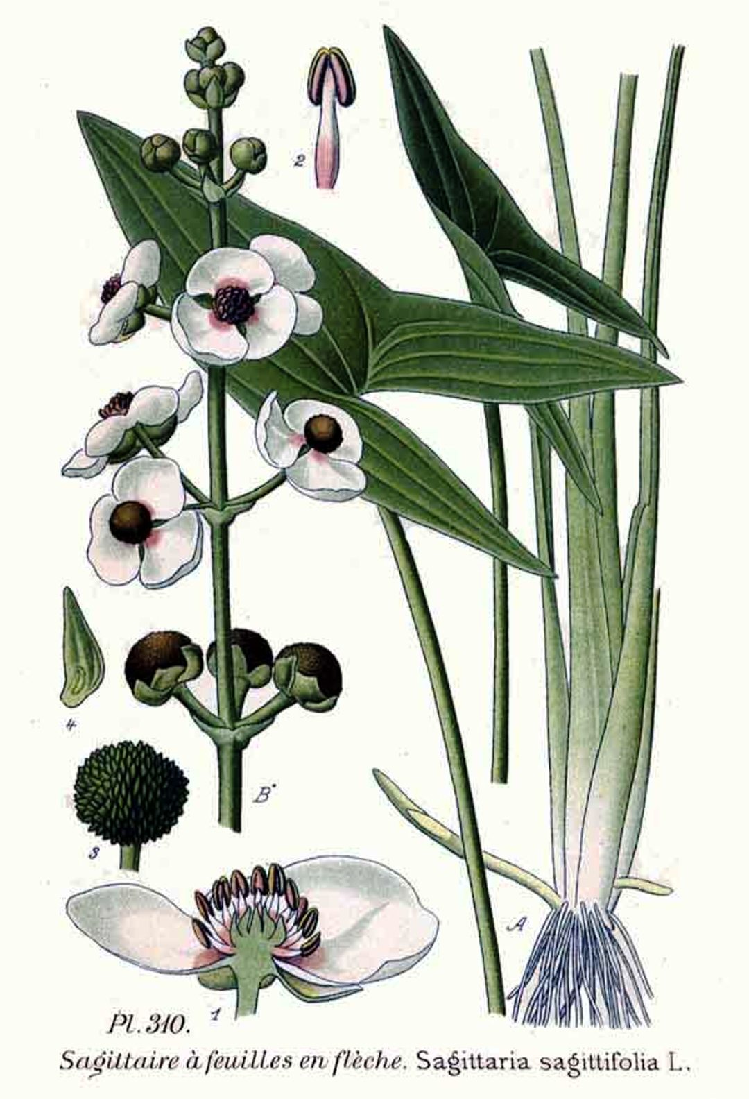 Sagittaria sagittifolia: Systematics, Etymology, Habitat, Cultivation