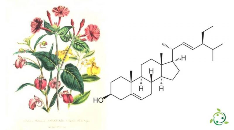 Stigmasterol: formula, occurrence in nature, properties, uses ...