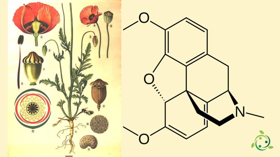 Tebaína: fórmula, propiedades, efectos, toxicidad, presencia en la