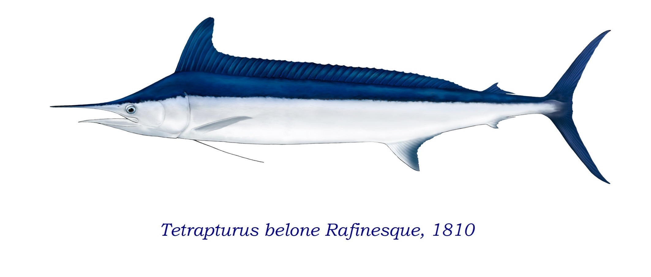 it Tetrapturus Belone Sistematica Habitat Biologia Ruolo it Tetrapturus Belone Sistematica Habitat Biologia Ruolo