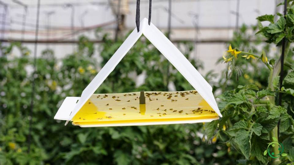 Insect monitoring traps: structure, operation ...