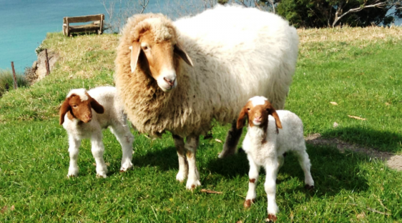 Origen e historia de la raza de ovejas Awassi Archivi - Un mundo ...