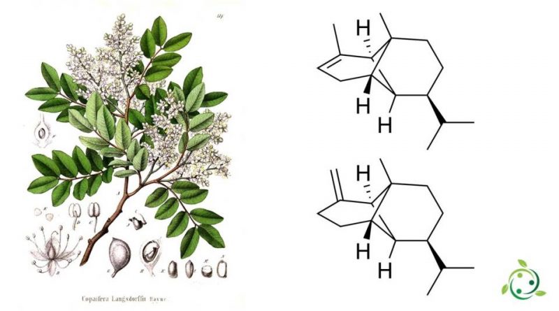 Copaene: chemical formula, occurrence in nature, properties ...