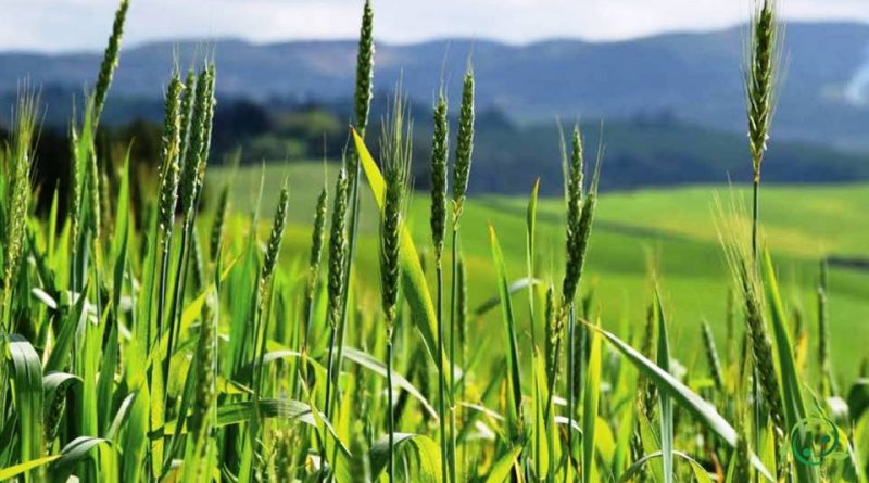 Culm: definition, meaning, morphology, structure, function ...