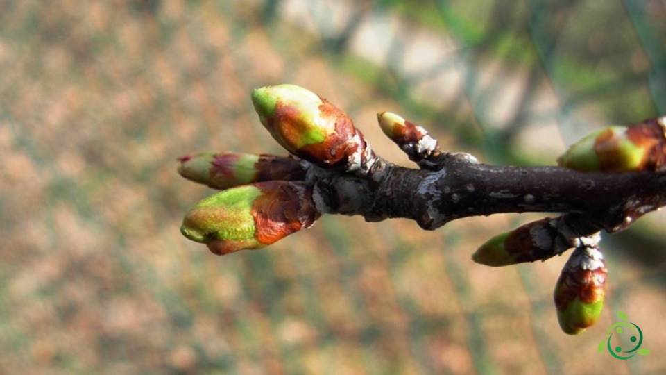 Dart: definition, meaning, types, differences, characteristics