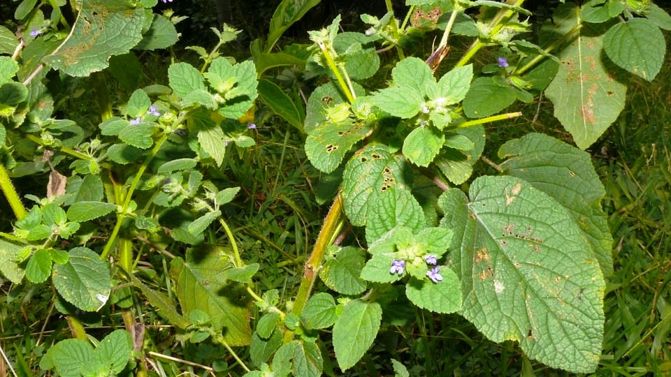 Hyptis suaveolens: Sistemática, Etimología, Hábitat, Cultivo