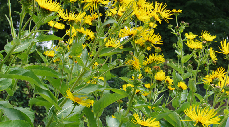 Inula helenium: Sistematica, Etimologia, Habitat, Coltivazione ...
