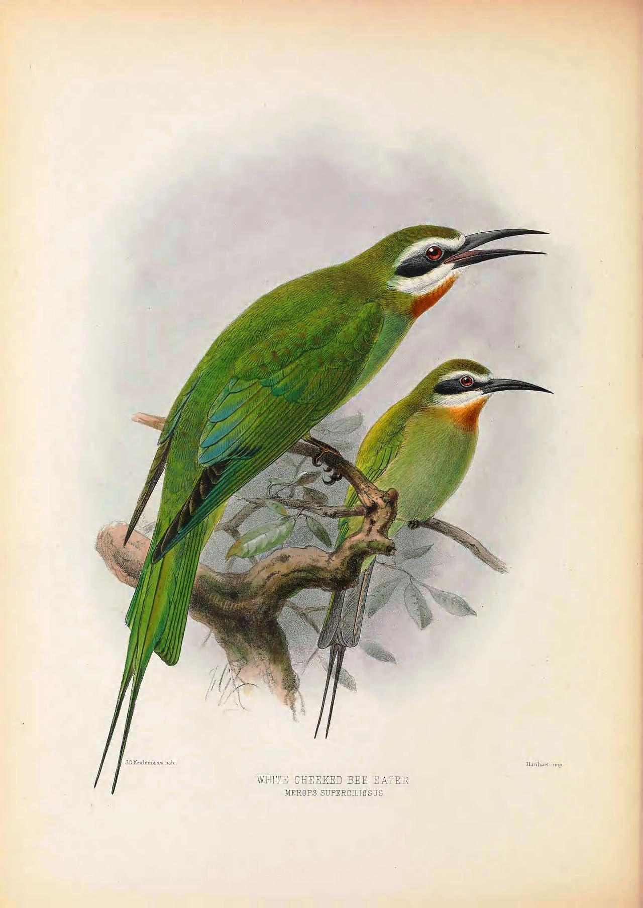 Merops superciliosus: Sistematica, Habitat, Biologia, Ecologia ...