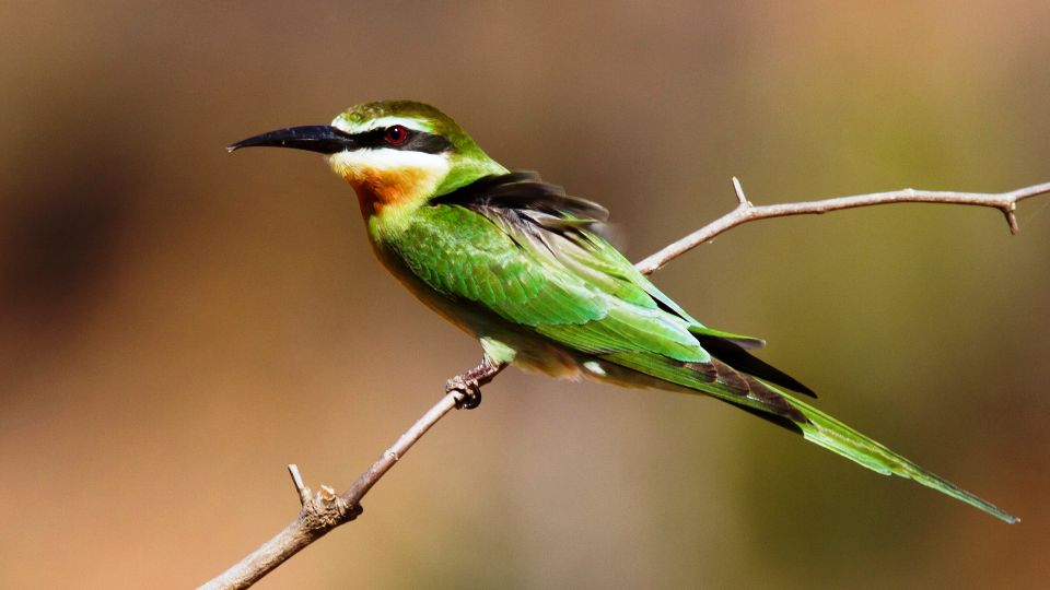 Merops superciliosus: Systematics, Habitat, Biology, Ecology ...