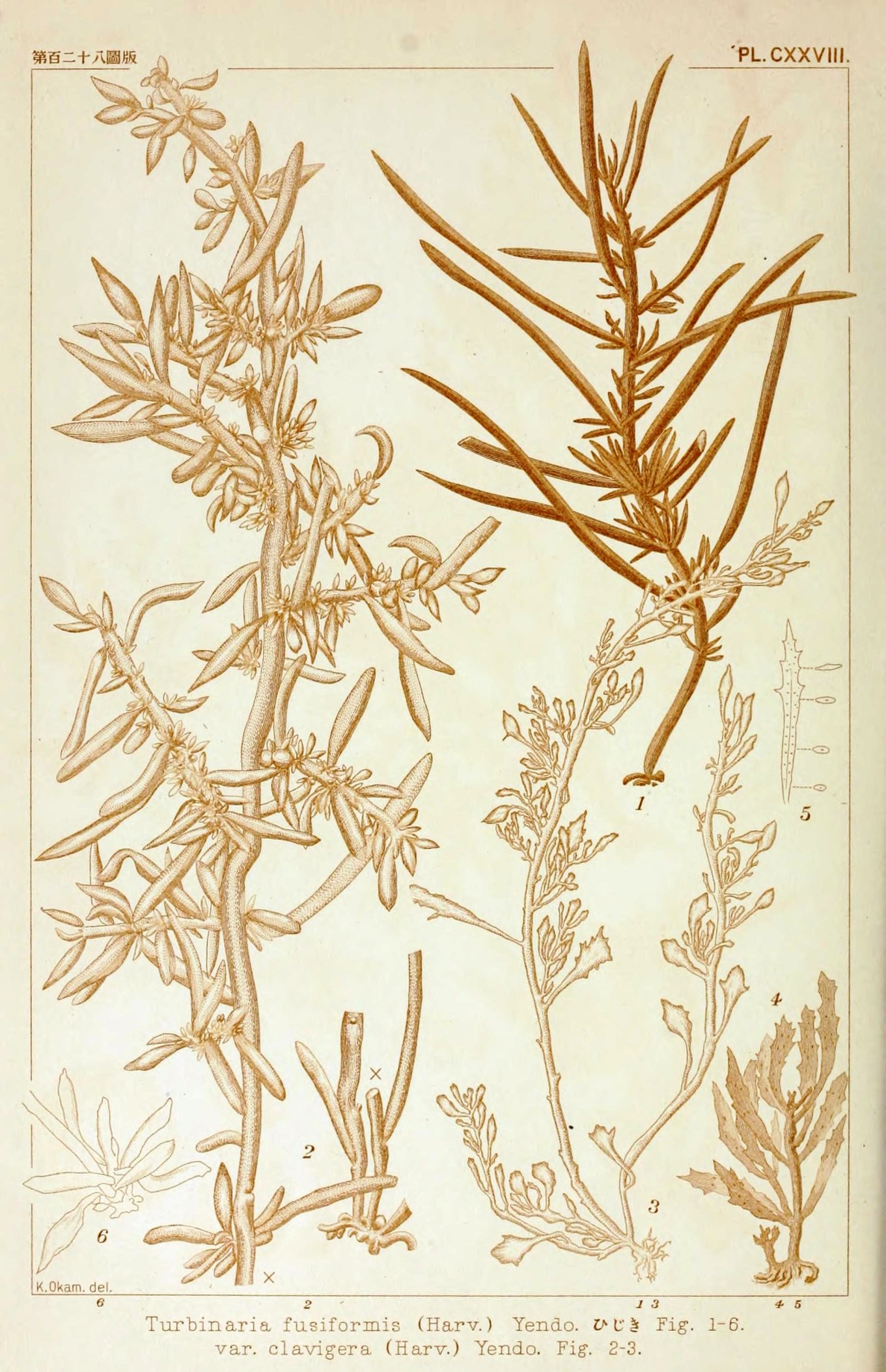 Sargassum fusiforme: Systematics, Habitat, Cultivation