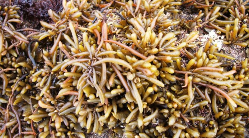 Sargassum fusiforme: Systematics, Habitat, Cultivation