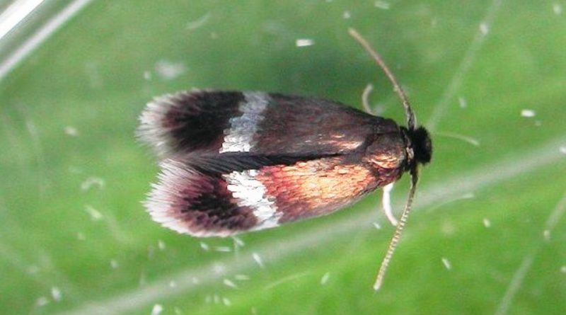 Stigmella malella: Sistemática, Hábitat, Ciclo de vida, Lucha...