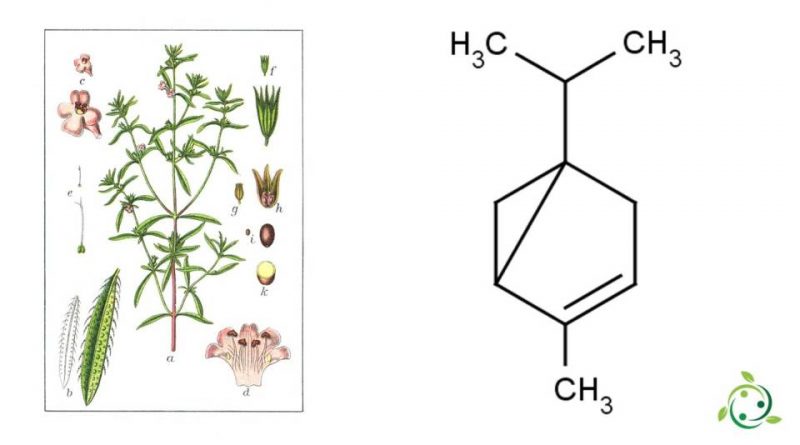 Thujene: chemical formula, occurrence in nature, properties ...