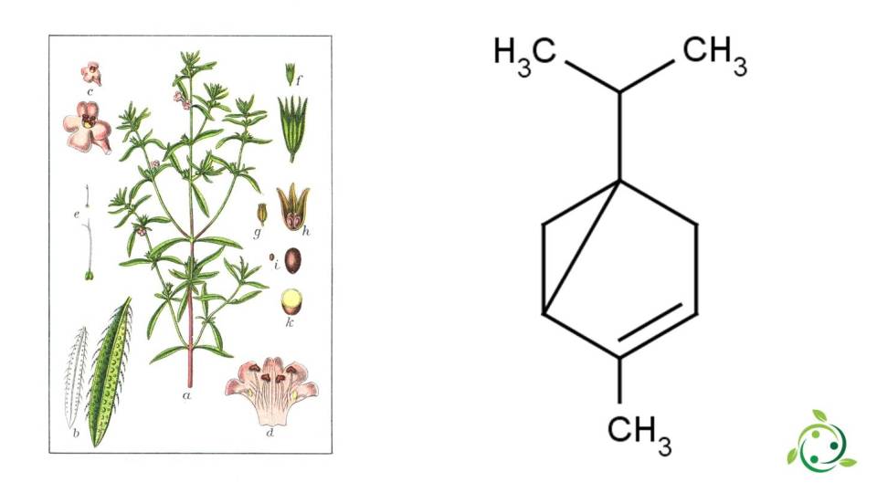 Thujene: chemical formula, occurrence in nature, properties ...