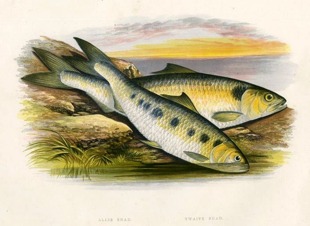 Alosa alosa: Systematics, Habitat, Biology, Ecological Role ...