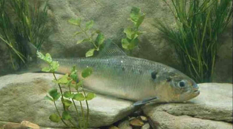 Alosa alosa: Sistematica, Habitat, Biologia, Ruolo Ecologico ...