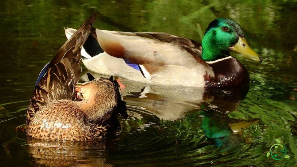 Dimorphism: meaning, definition, in plants, animals ...