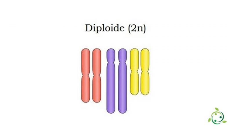 Diploidy: definition, meaning, condition, sexual reproduction