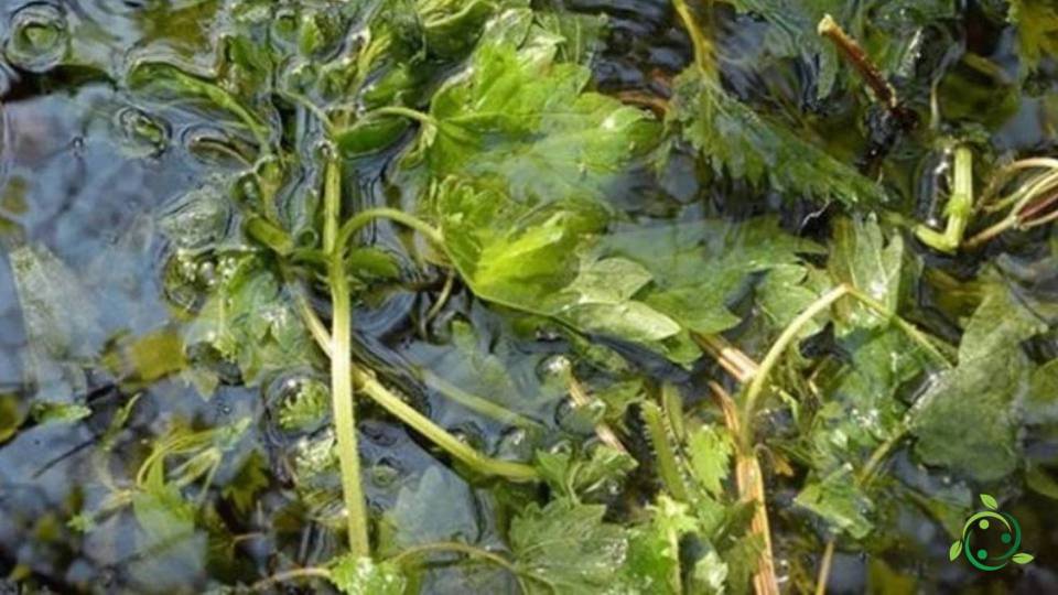 Macerates: use in agriculture, preparations, dilutions ...