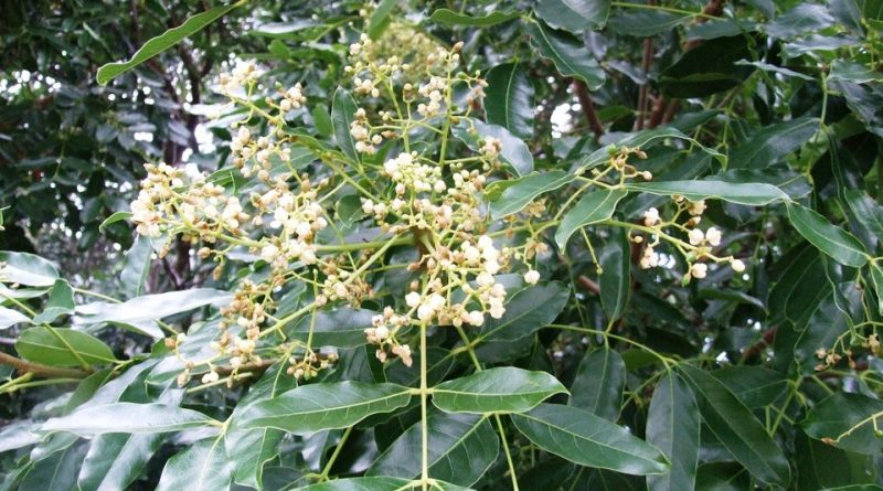 Khaya senegalensis: Systematics, Etymology, Habitat, Cultivation