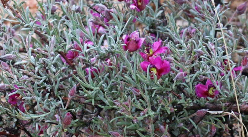 Propiedades y usos de la Ratania Archivi - An Eco-sustainable World