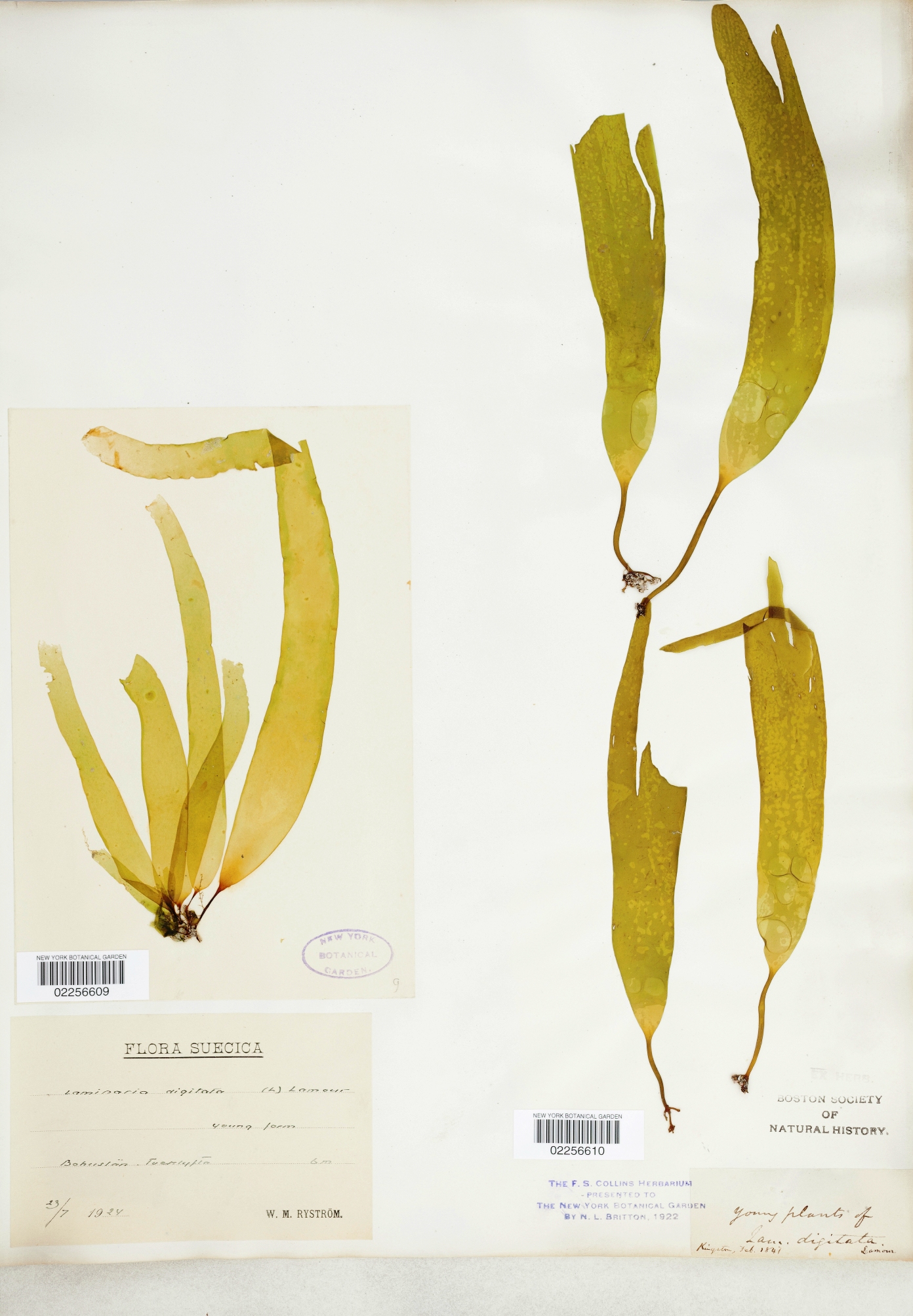 Laminaria Digitata: Sistemática, Etimología, Hábitat, Cultivo...