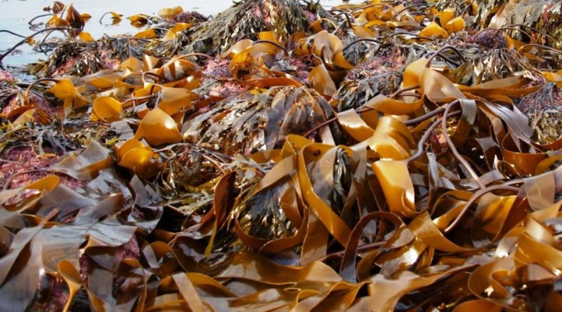 Laminaria Digitata: Systematics, Etymology, Habitat, Cultivation ...