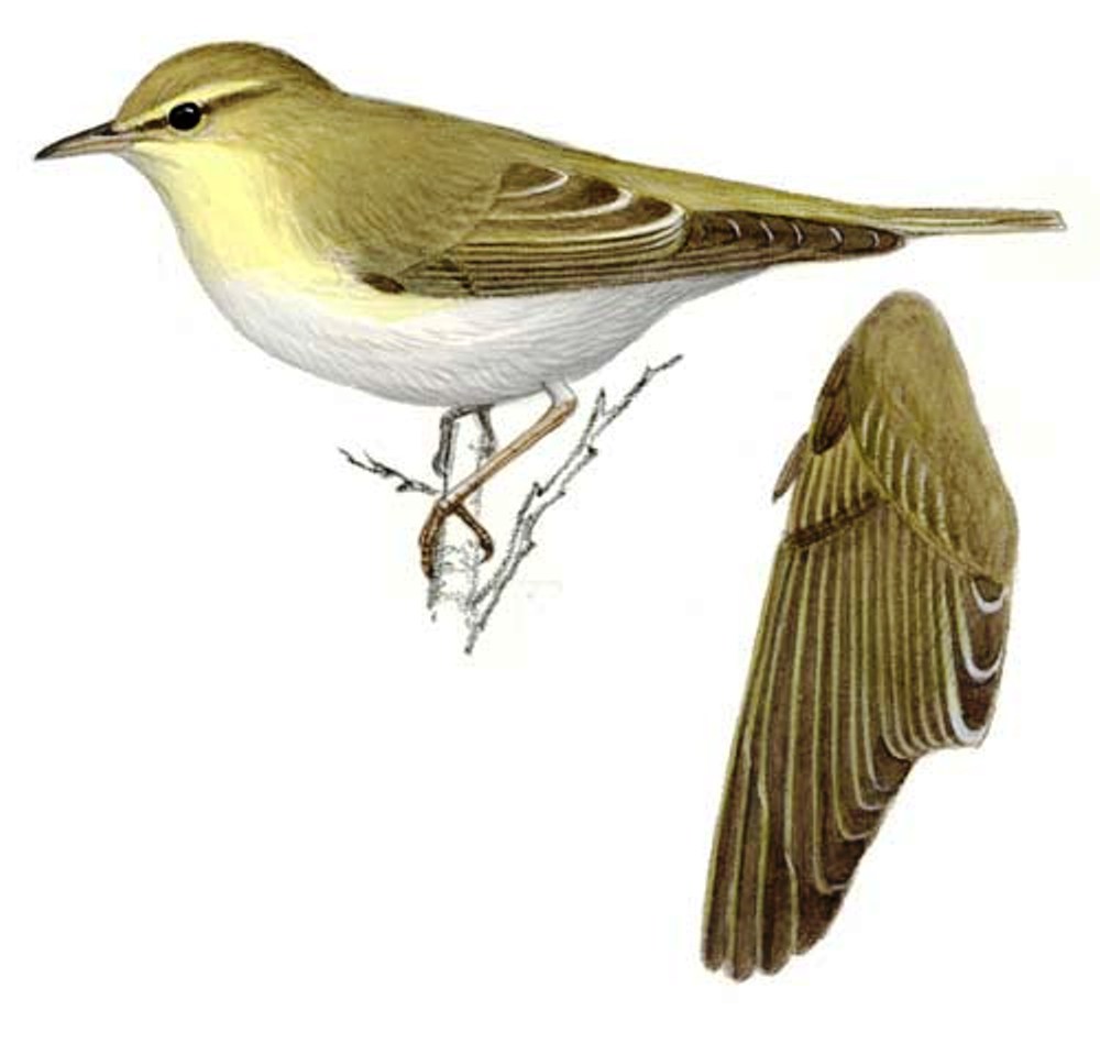 Phylloscopus sibilatrix: Systematics, Habitat, Biology, Ecology ...