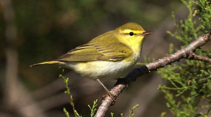 Phylloscopus sibilatrix: Systematics, Habitat, Biology, Ecology ...