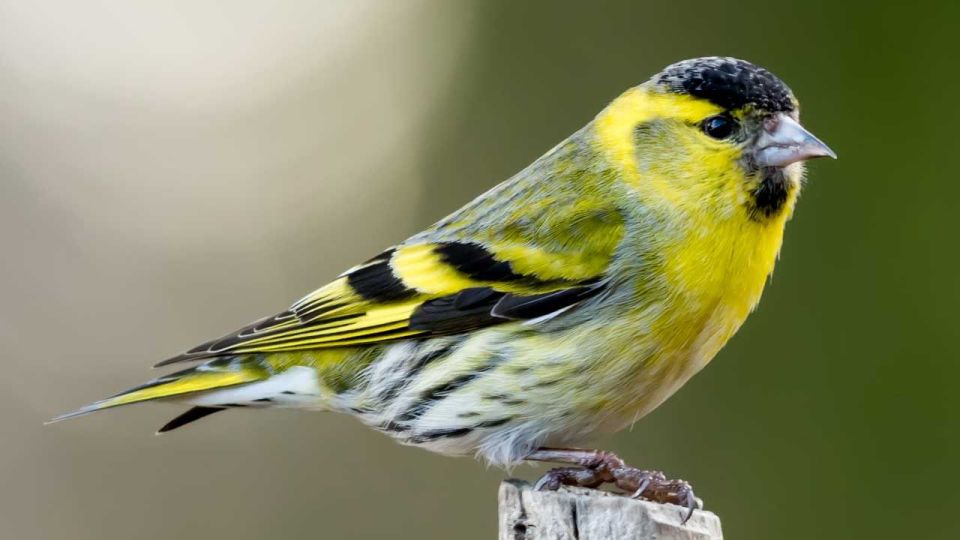 Spinus spinus: Sistematica, Habitat, Biologia, Ruolo Ecologico ...