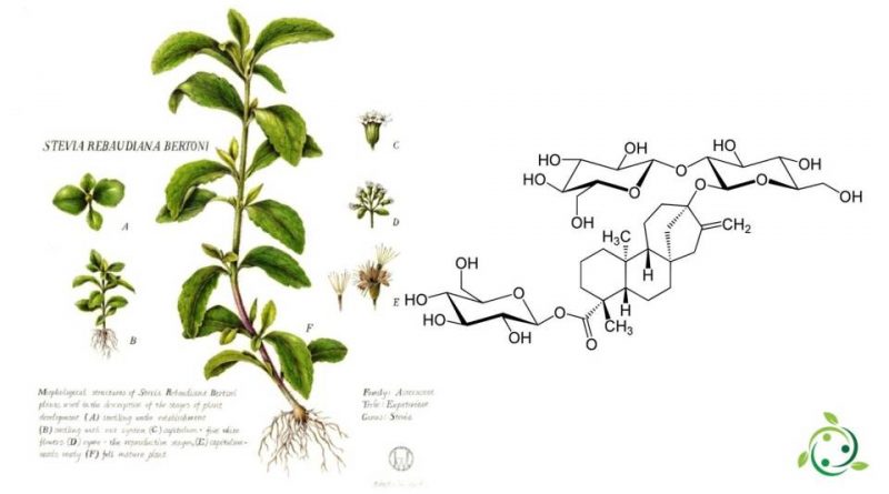 Stevioside: chemical formula, occurrence in nature, properties ...