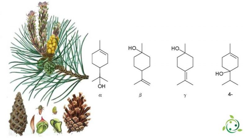 α-terpineol: chemical formula, occurrence in nature, properties ...