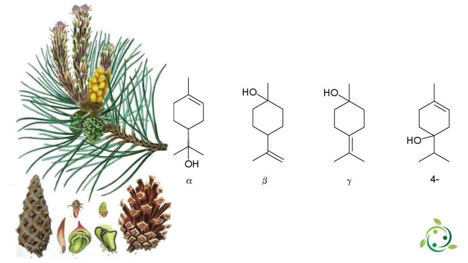 α-terpineol: chemical formula, occurrence in nature, properties ...