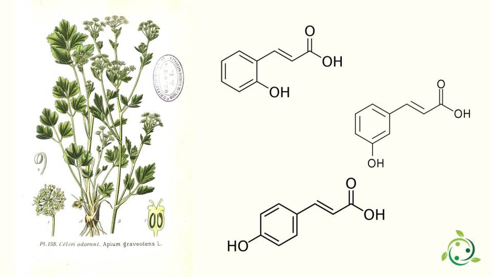 Ácido cumarico: fórmula química, presencia en la naturaleza ...