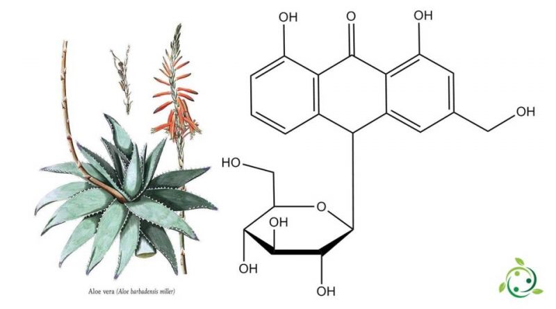 Aloin: chemical formula, occurrence in nature, properties, history ...
