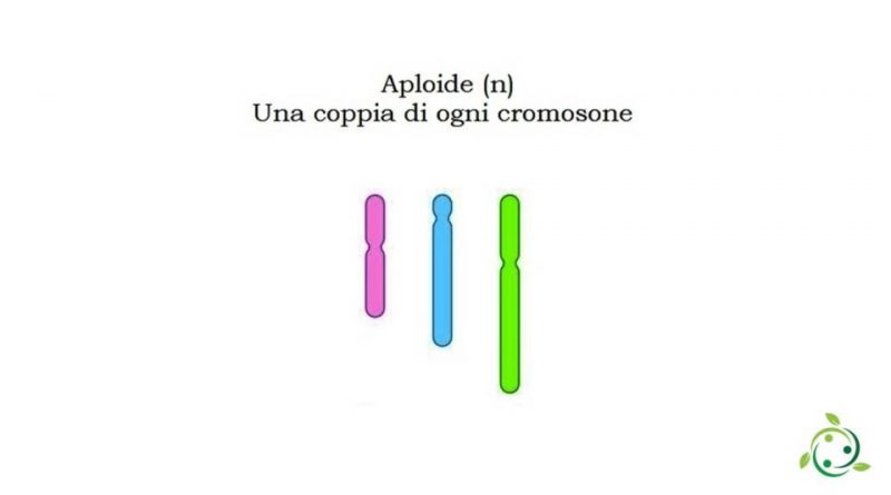 Aploidia: definizione, significato, condizione, fase biologica ...