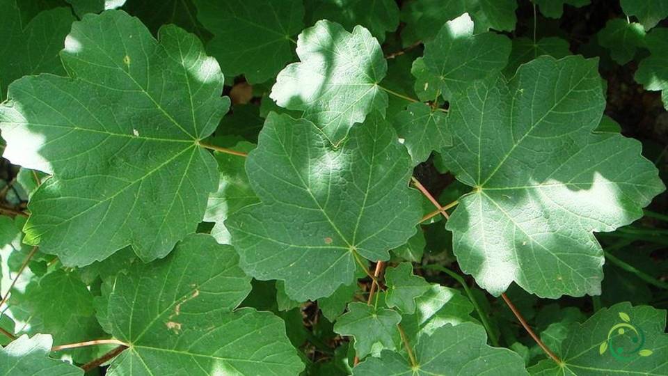 How the opal maple is grown: climate, soil, propagation ...